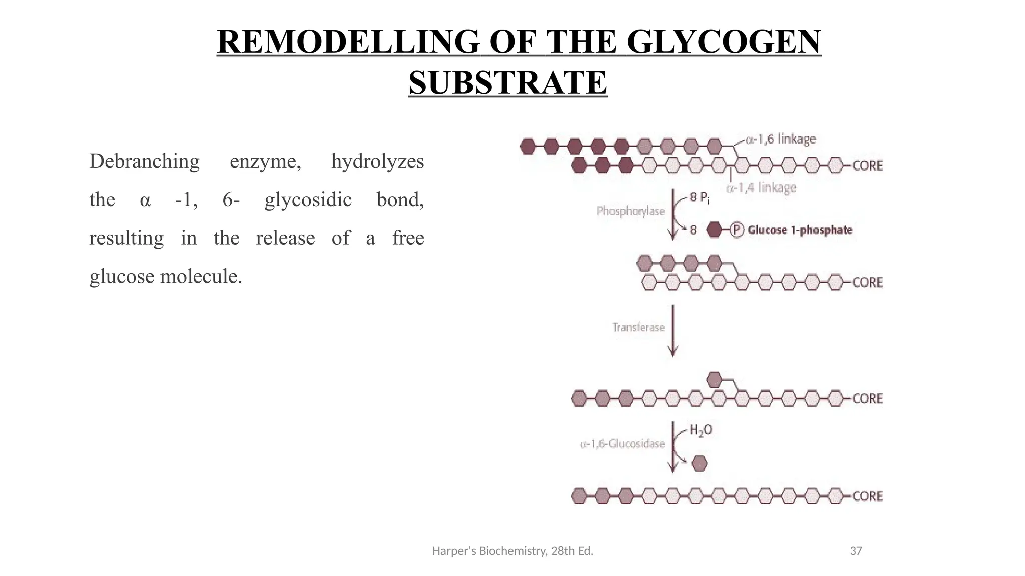 DPT - Biochemistry & Genetics - II (Metabolism of Carbohydrates ...