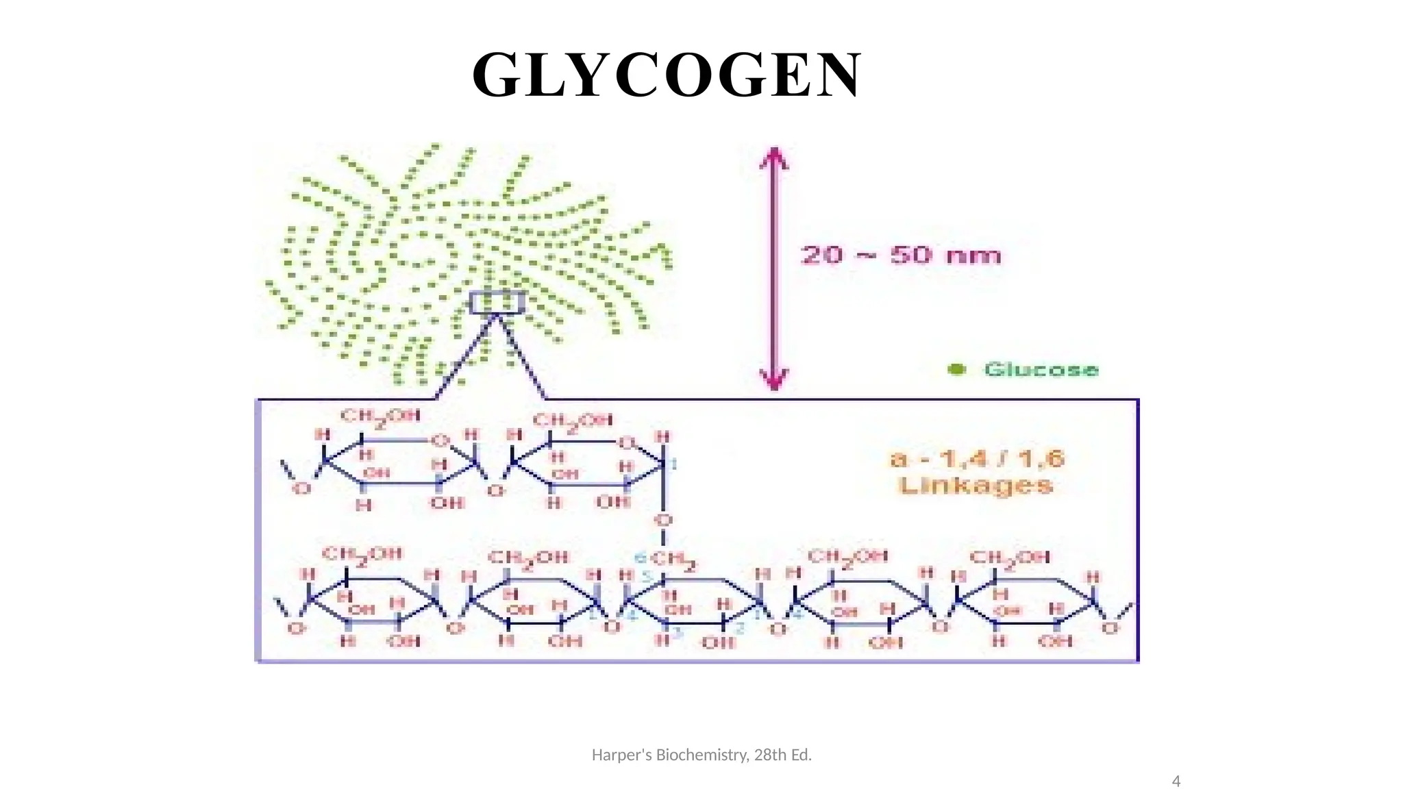 DPT - Biochemistry & Genetics - II (Metabolism of Carbohydrates ...