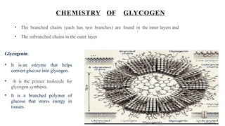 DPT - Biochemistry & Genetics - II (Metabolism of Carbohydrates ...