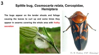 Pests of Jack, Pine apple, Custard apple, Ber_Dr.UPR