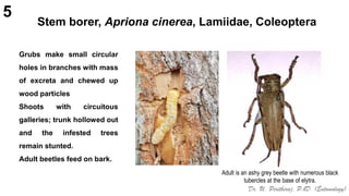 Pests of Apple_Identification_IPM_Dr.UPR.pdf