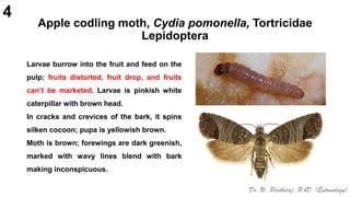 Pests of Apple_Identification_IPM_Dr.UPR.pdf