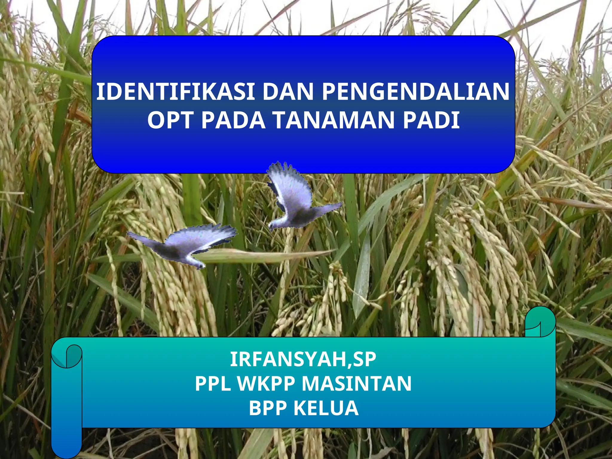 Hama penyakit pada tanaman padi cegah dan | PPT