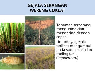 Hama penyakit pada tanaman padi cegah dan | PPT