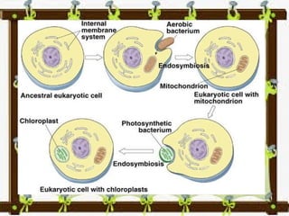 Mateeri presentasi Evolusi Eukariot.pptx