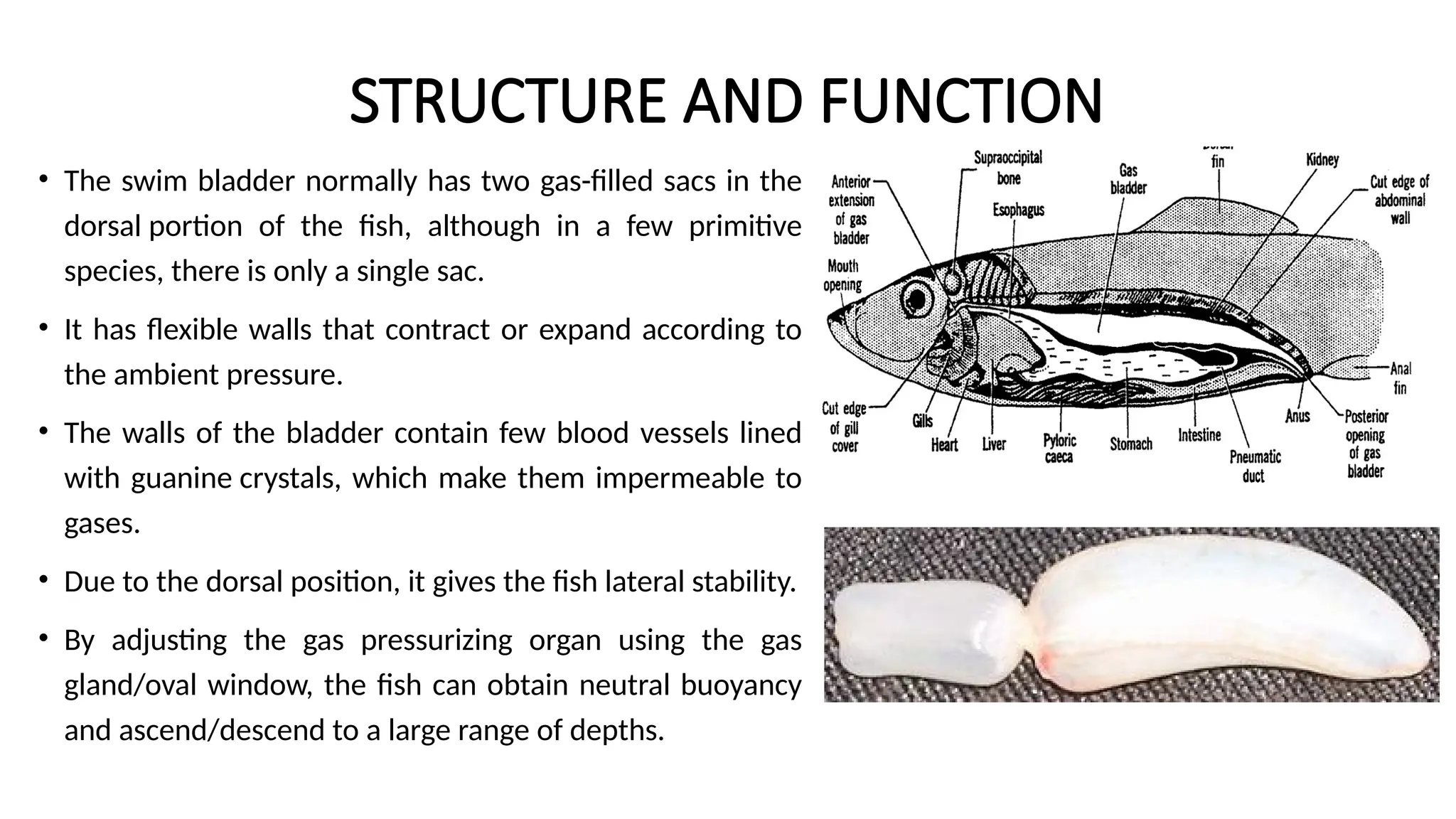 7. Air bladder and weberian ossicles of fishes.pptx