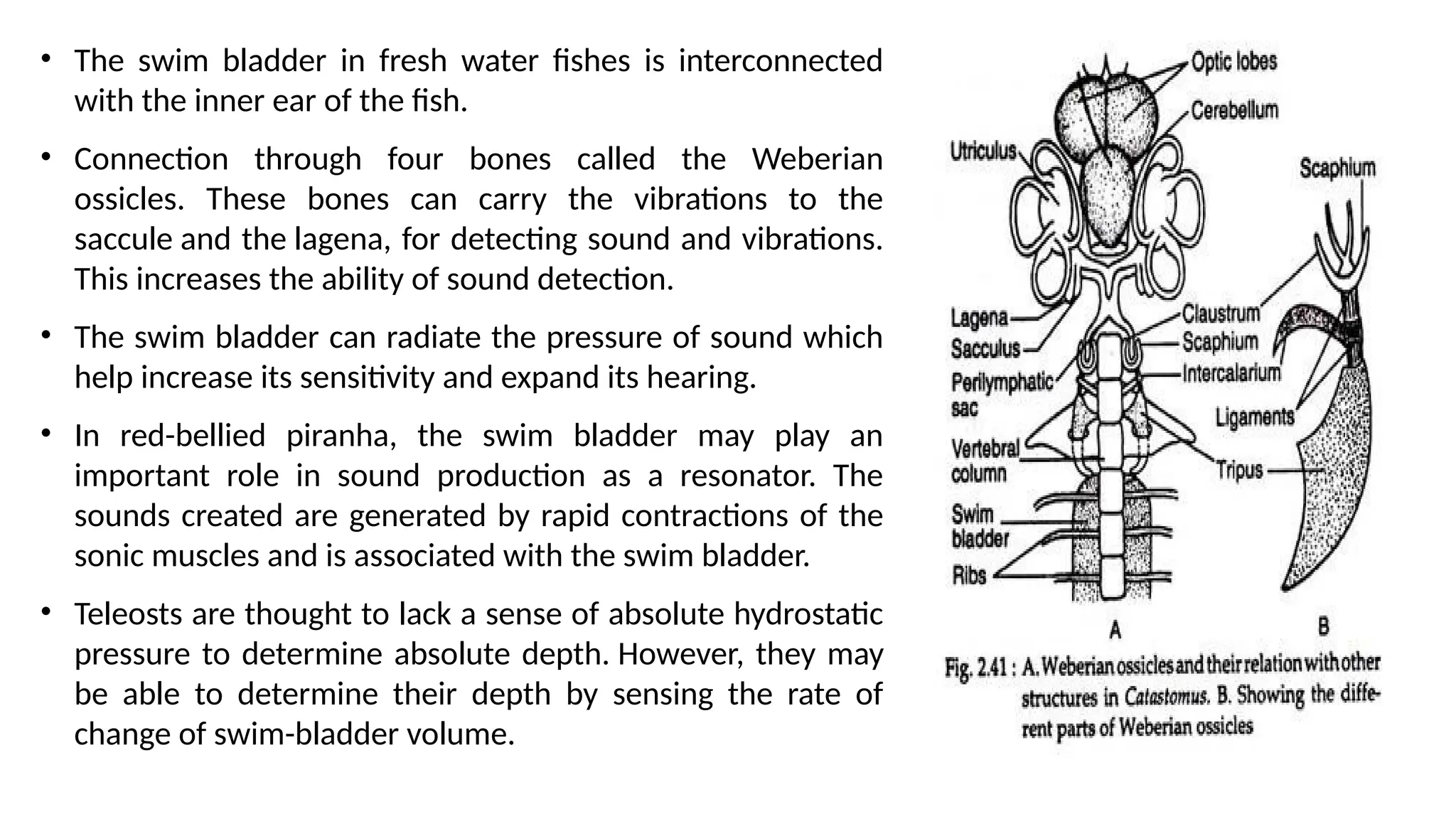 7. Air bladder and weberian ossicles of fishes.pptx