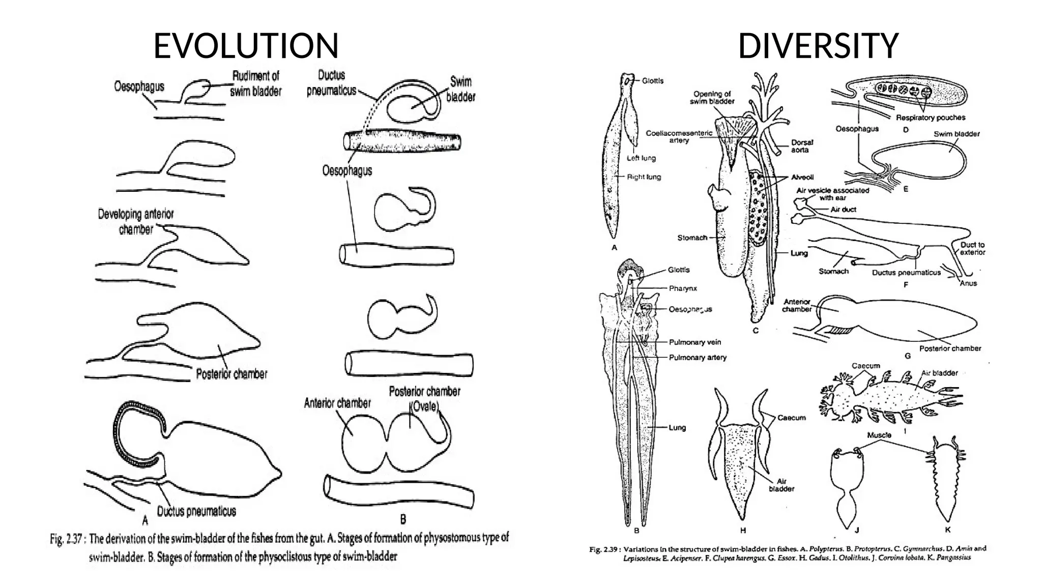 7. Air bladder and weberian ossicles of fishes.pptx