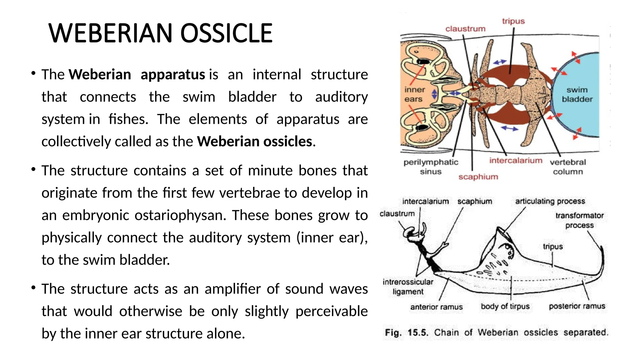 7. Air bladder and weberian ossicles of fishes.pptx