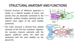 7. Air bladder and weberian ossicles of fishes.pptx