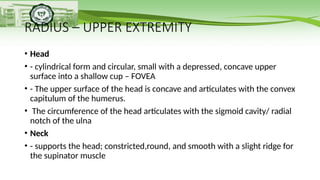 7. Skeletal System (Bones) of the Upper Extremities by Glenn Raphael ...