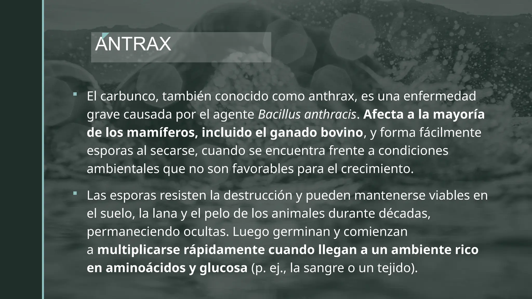 7. ANTRAX. enfermedad causada por una bacteria esporulada Bacillus ...
