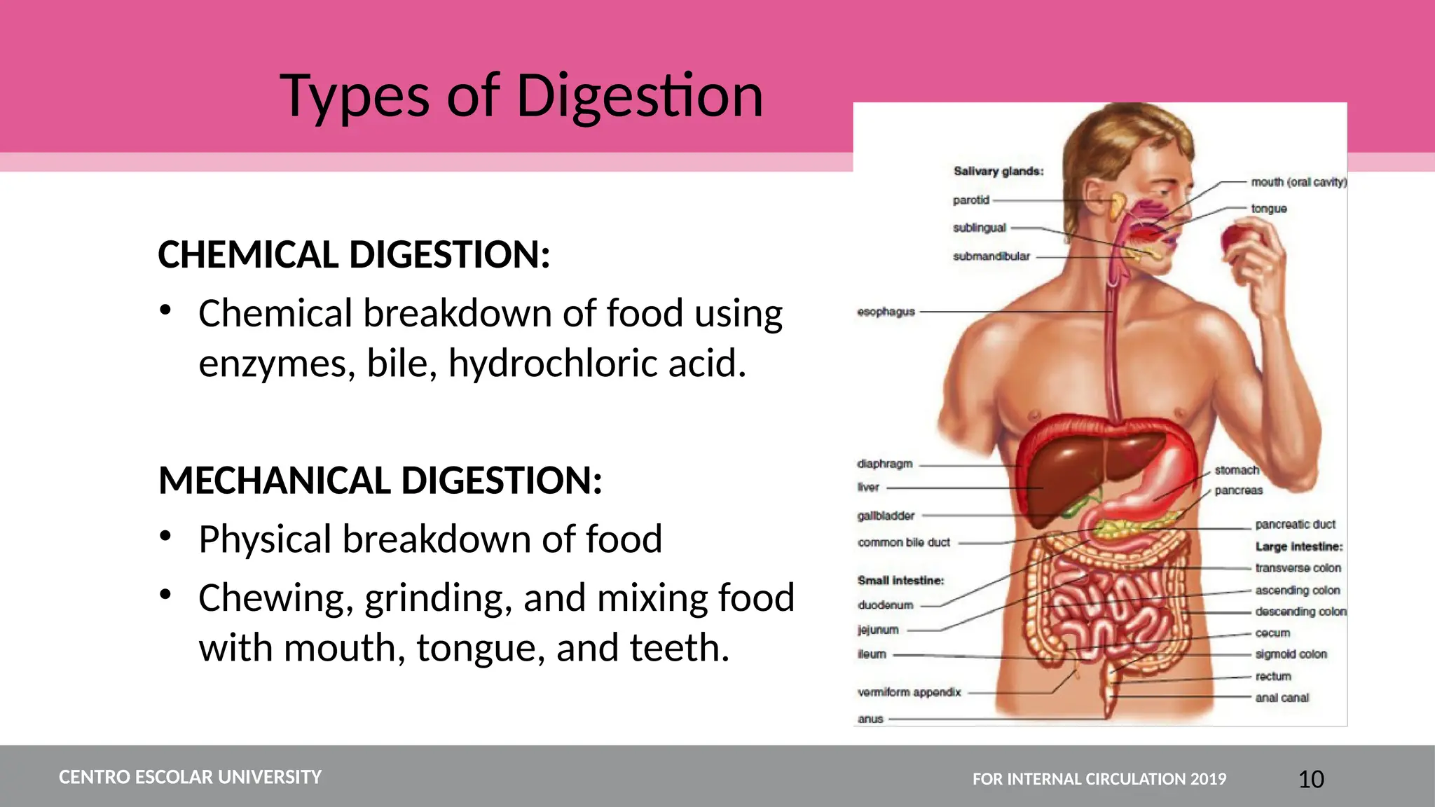 7. Digestive System & Nutrition - Copy.pptx