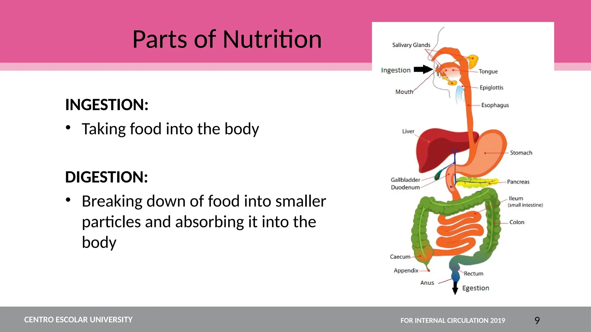 7. Digestive System & Nutrition - Copy.pptx