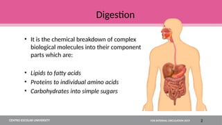 7. Digestive System & Nutrition - Copy.pptx