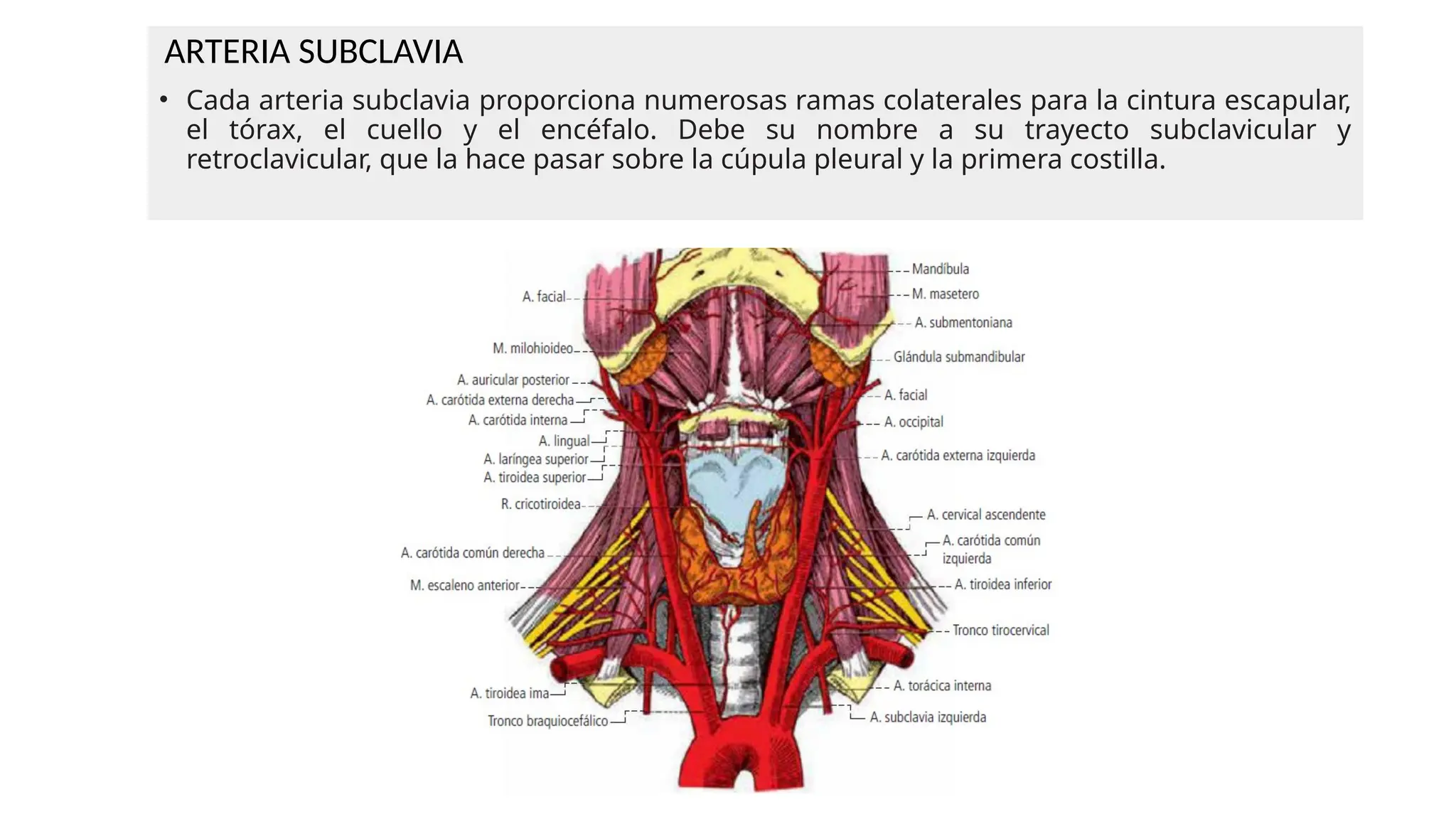 7. Arterias extremidad sup........................pptx