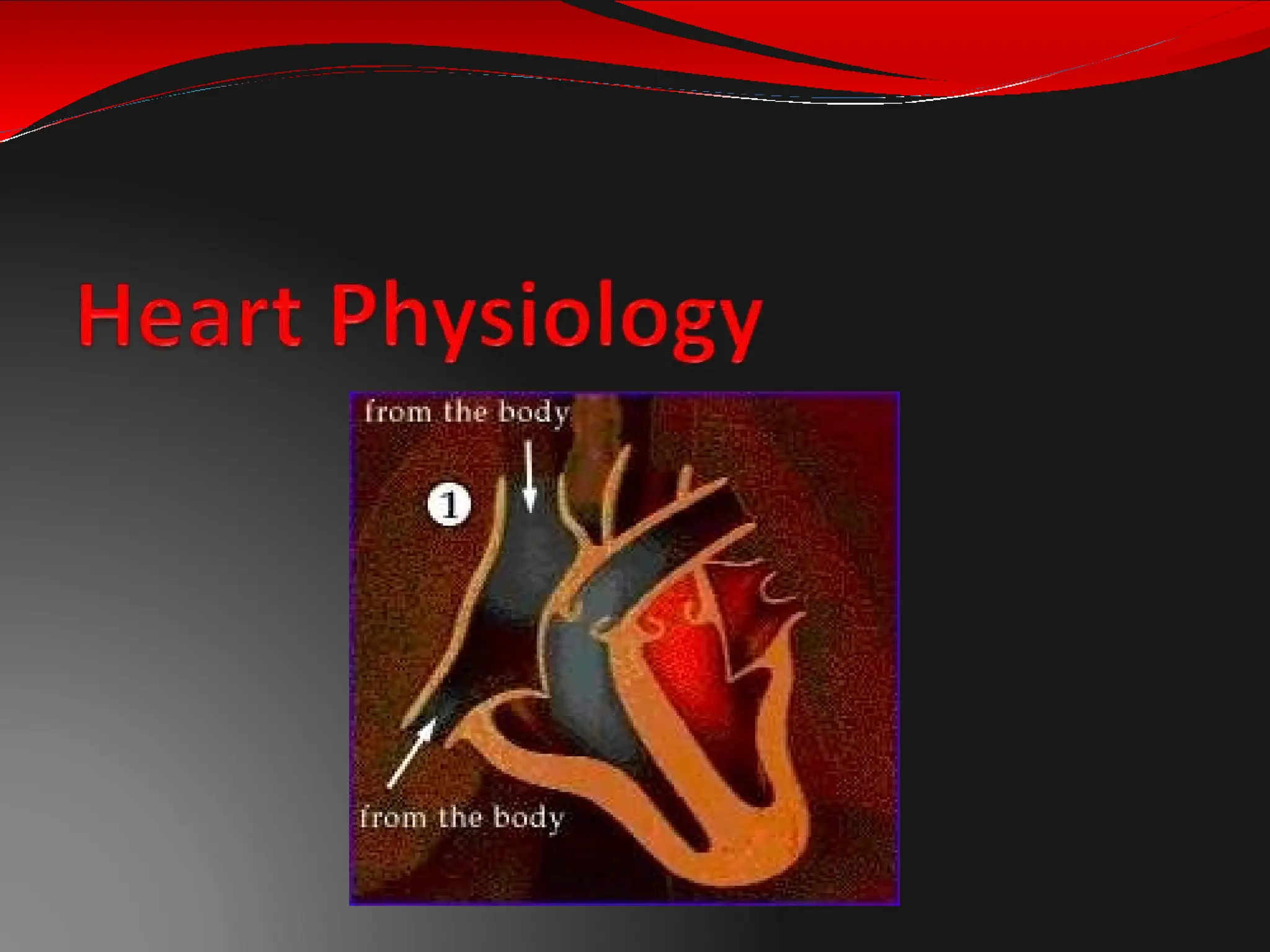7. Cardiovascular system working & function of heart | PPT