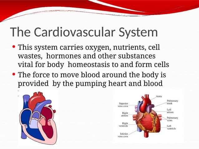 7. Cardiovascular system working & function of heart | PPT