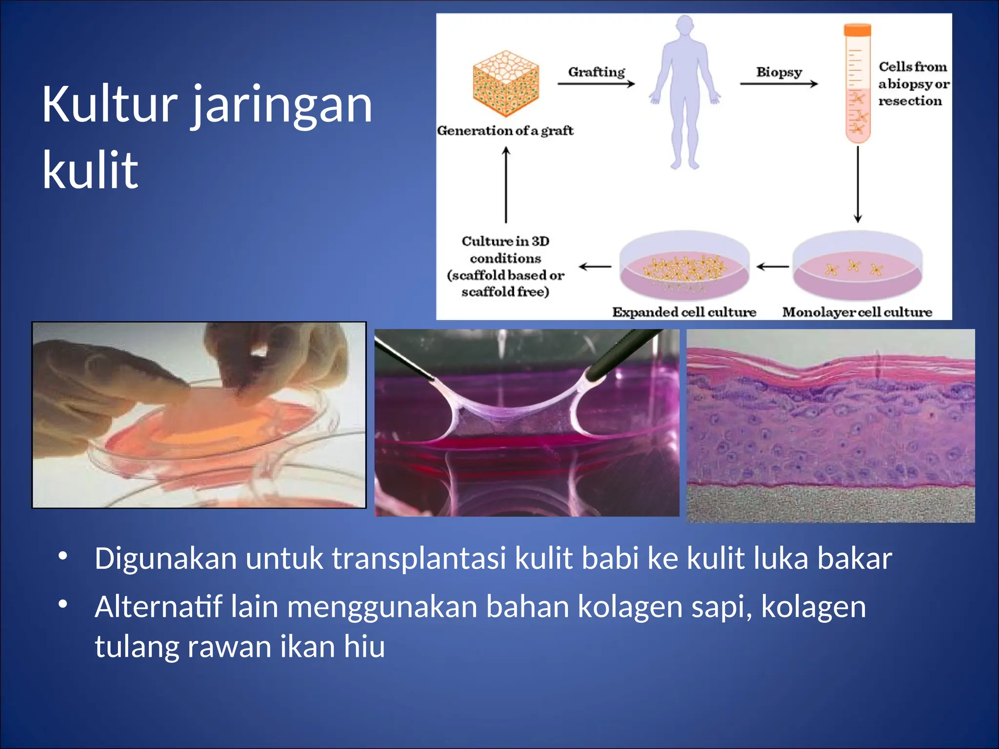 KULTUR SEL HEWAN proses penghilangan atau perpindahan sel dari manusia ...