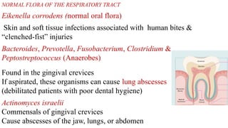 Normal flora, Special type of bacteria,Useful bacteria | PPTX