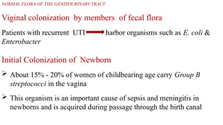 Normal flora, Special type of bacteria,Useful bacteria | PPT
