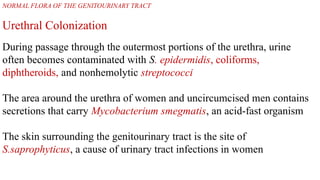 Normal flora, Special type of bacteria,Useful bacteria | PPT