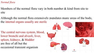 Normal flora, Special type of bacteria,Useful bacteria | PPT