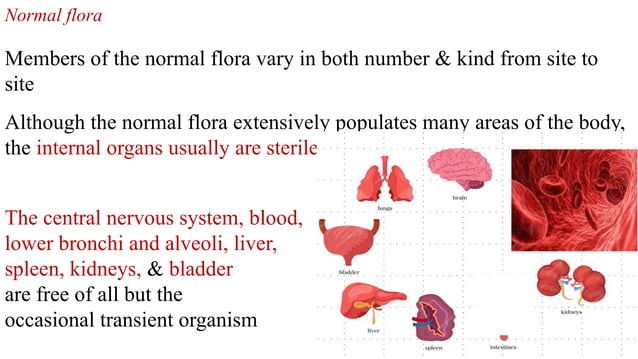 Normal flora, Special type of bacteria,Useful bacteria | PPT