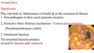 Normal flora, Special type of bacteria,Useful bacteria | PPT