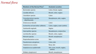 Normal flora, Special type of bacteria,Useful bacteria | PPT