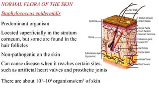 Normal flora, Special type of bacteria,Useful bacteria | PPTX