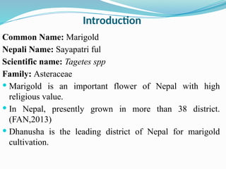 7.Cultivation Practice of Marigold final.pptx