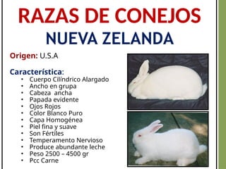 CLASIFICACION Y RAZAS DE CONEJOS EN COLOMBIA | PPTX