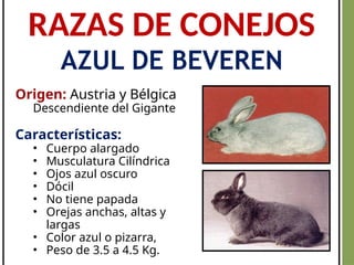 CLASIFICACION Y RAZAS DE CONEJOS EN COLOMBIA | PPTX
