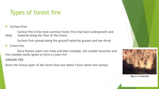 7. Forest fire Surface fires Surface fire is the most common forest ...
