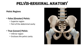 7. The lower extremities.pdf anatomy pdf | PDF