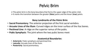 7. The lower extremities.pdf anatomy pdf | PDF