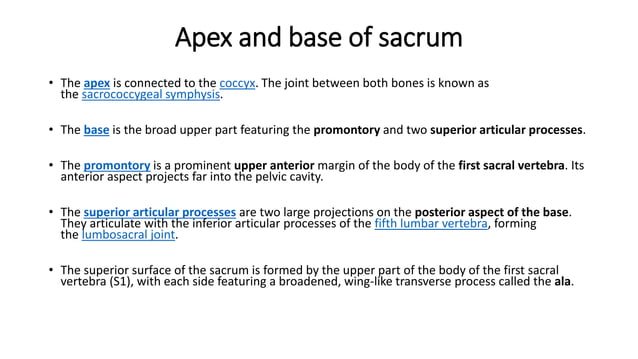 7. The lower extremities.pdf anatomy pdf | PPT