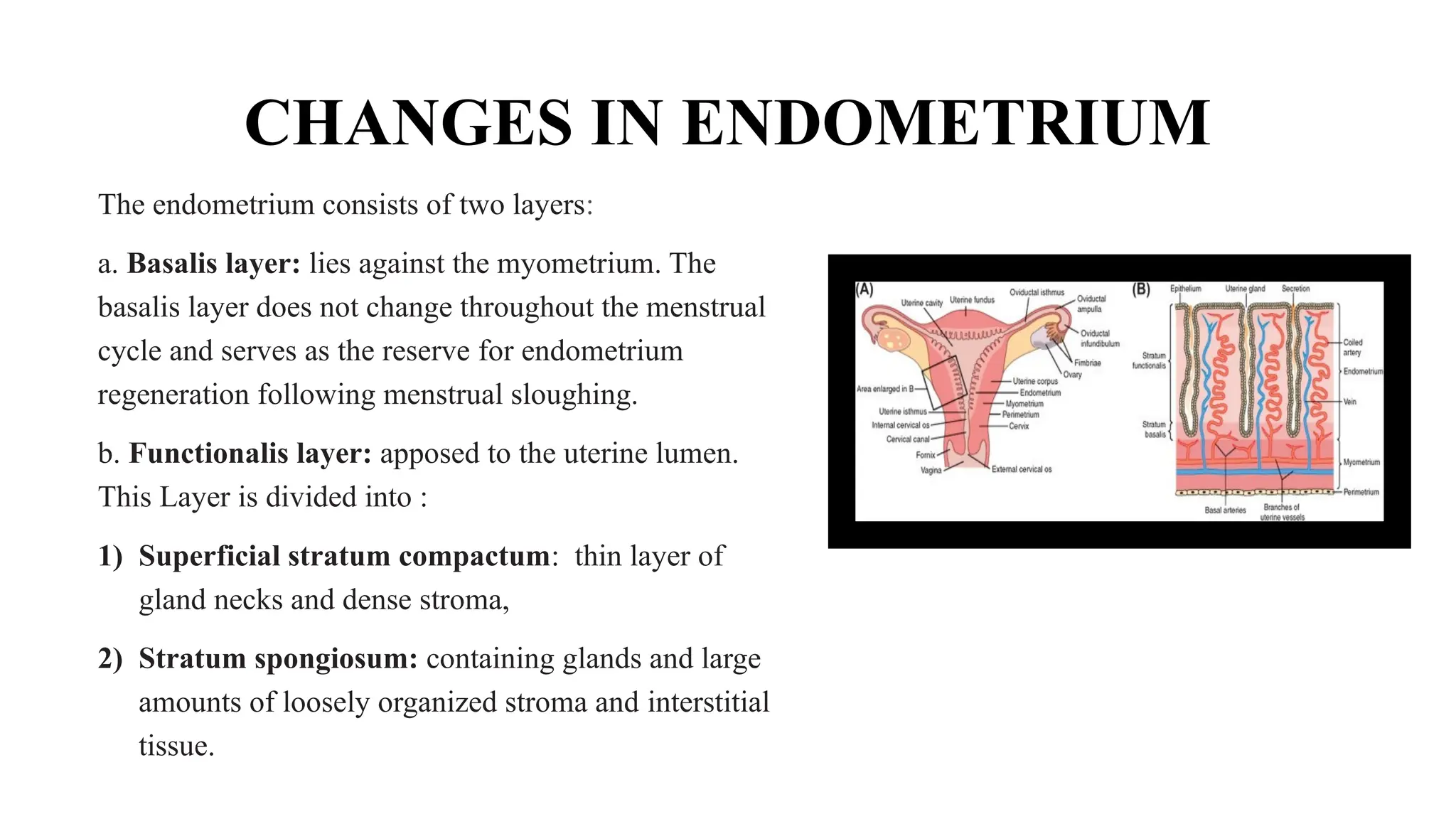 Menstrual Cycle/ Arthava Chakra presentation | PPTX