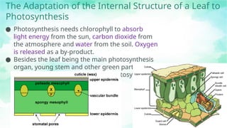7. KSSM F5 C2 The Structure and Function of Leaf 2.4 - 2.5.pptx