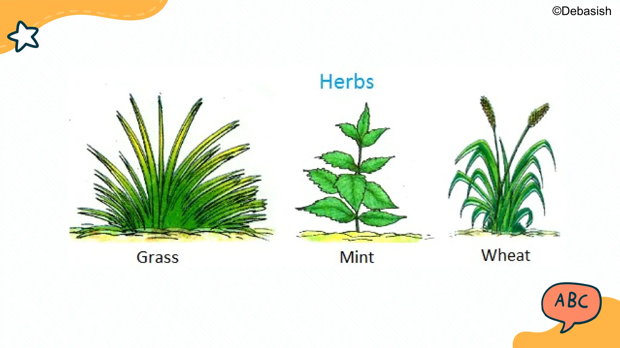 7. Getting to know plants and plants ppt | PPTX