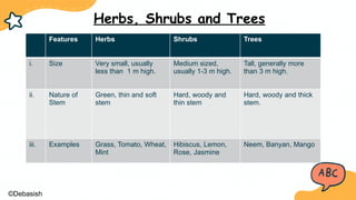 7. Getting to know plants and plants ppt | PPTX