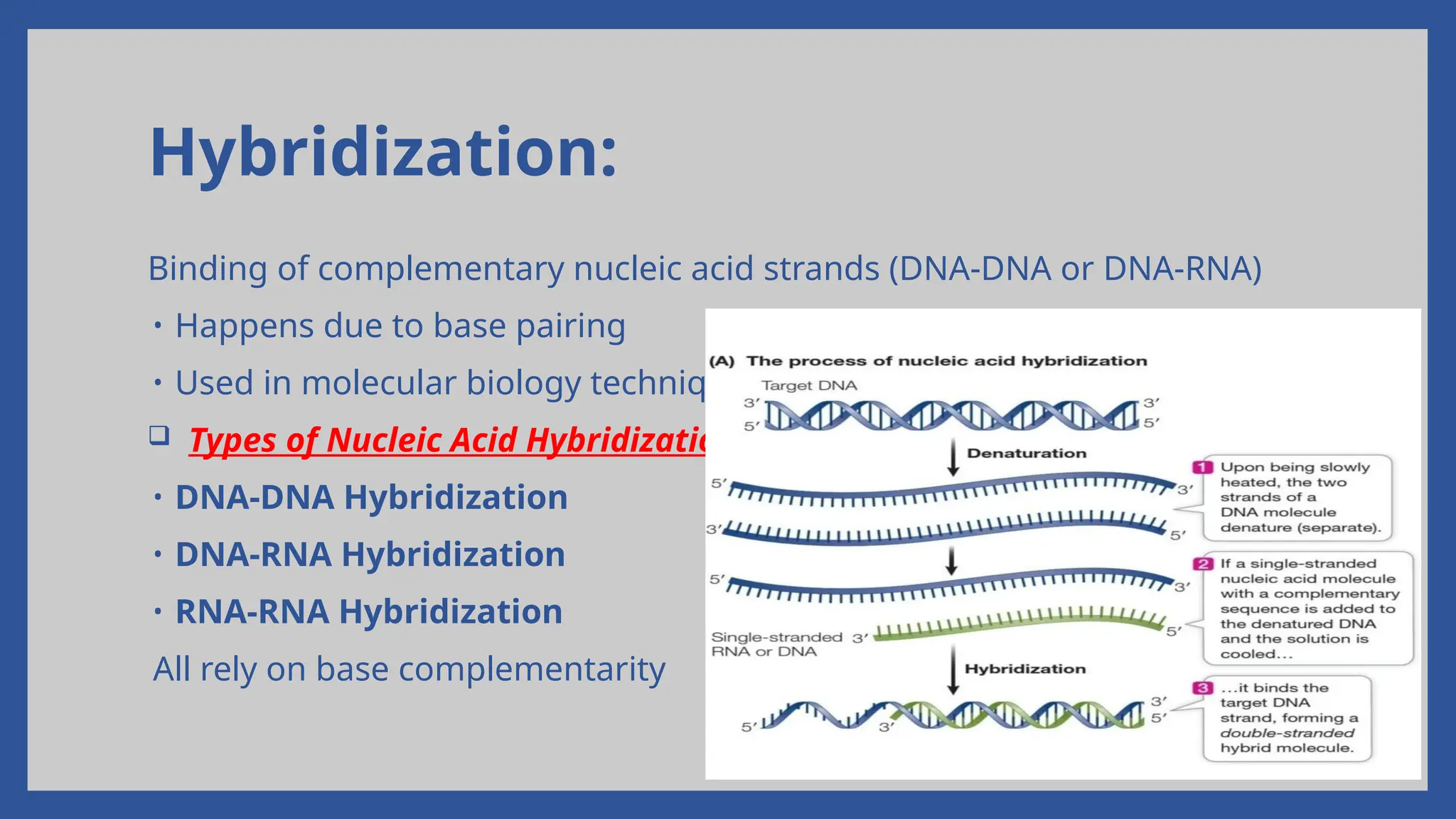 7 .Nucleic Acid (DNA and RNA) and Hybridization .pptx