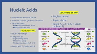 7 .Nucleic Acid (DNA and RNA) and Hybridization .pptx