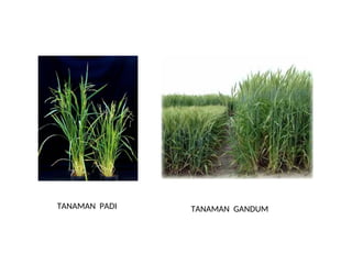 7. pleiotropi, gen modifier genetika tanaman | PPT
