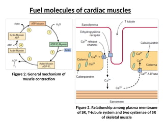 Metabolism in cardiac muscle biochemistry | PPTX