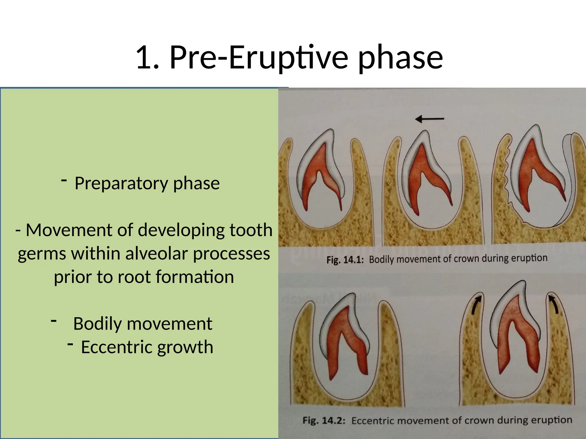Eruption and Shedding of tooth and its development to functional | PPTX