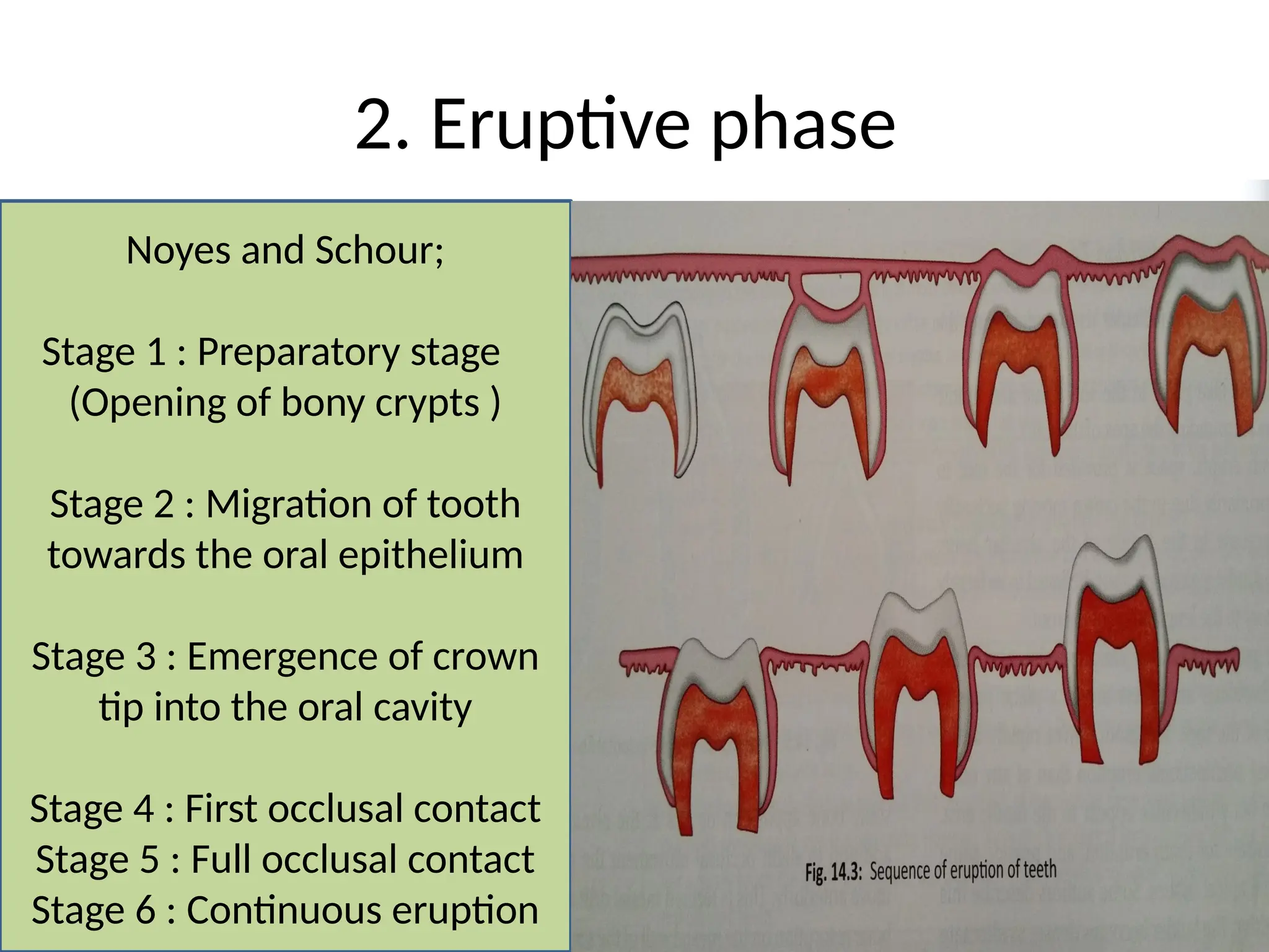 Eruption and Shedding of tooth and its development to functional | PPTX