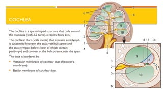 7. Inner ear.pptx anatomy and pathophysio | PPTX