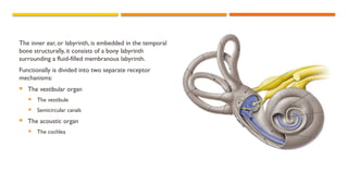 7. Inner ear.pptx anatomy and pathophysio | PPTX